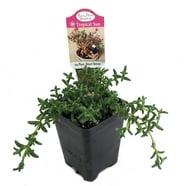 Mango Tango Hummingbird Mint - Agastache - Anise Hyssop - Hardy - Quart ...