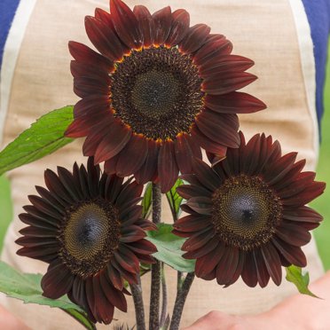 Ruby Passion Sunflower Flowering Seeds, 15 seeds per pack - Walmart.com