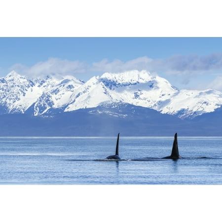 Two male Orca Whales, or Killer Whales, (Orcinus orca) surface near ...