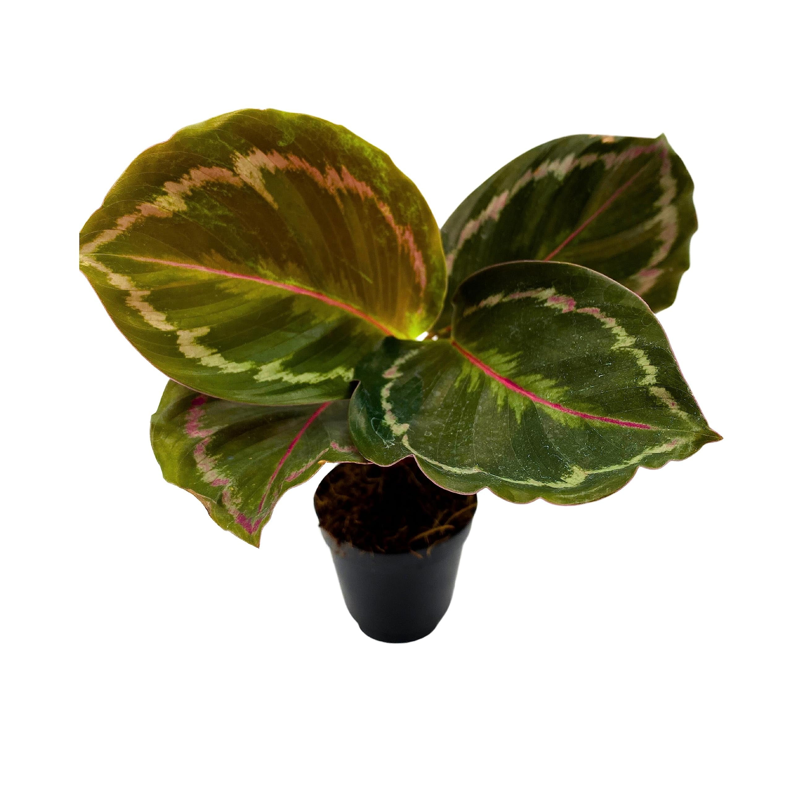Calathea Roseopicta, Rabbit Ear Prayer Plant, Regal Rose in 2 inch Pot ...