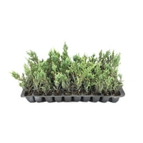 Florida Foliage 30 Bar Harbor Juniper Plants, Drought Tolerant ...