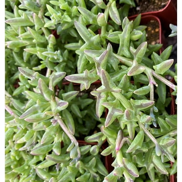 Succulent Strings Set of 3, Variegated String of Hearts, Turtles ...