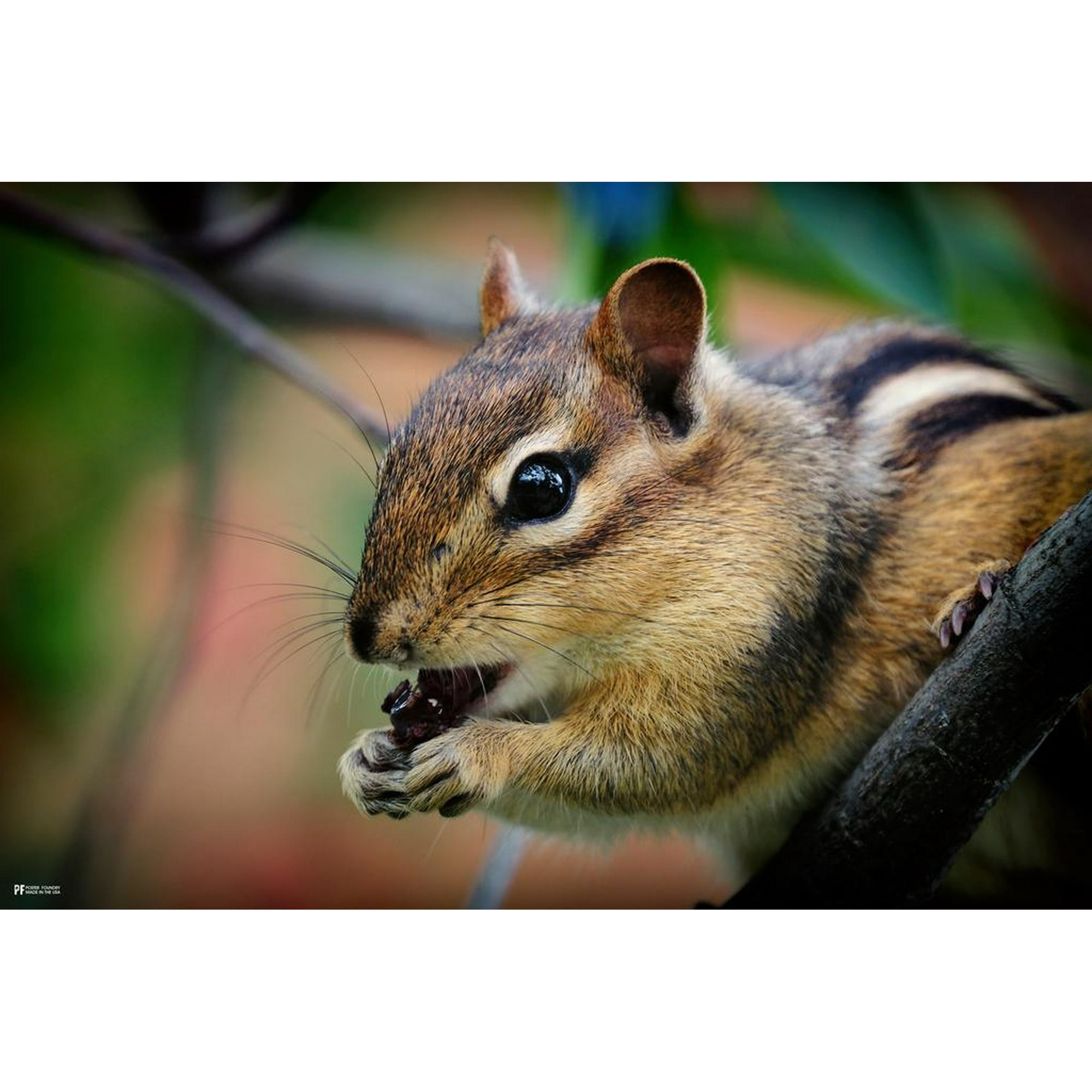 Cute Baby Chipmunk