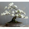 CZ Grain Colossal Chestnut Tree Seeds, Grow Large Chestnuts, 5 Fresh ...