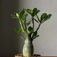 Premium Perennial - Desert Rose Succulent Plants Bulbs - Long Lasting ...