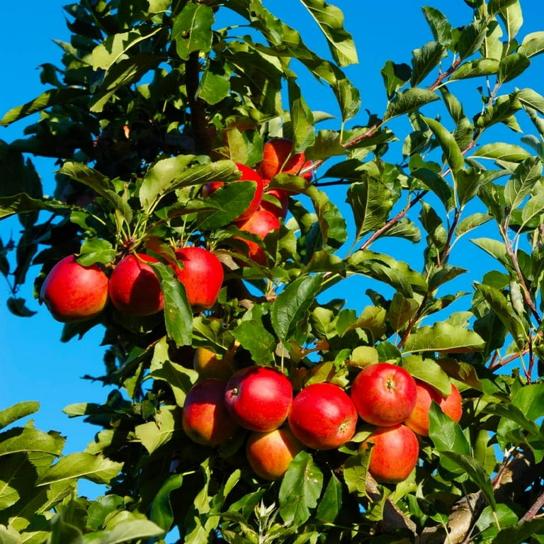Dwarf Gala Apple Tree