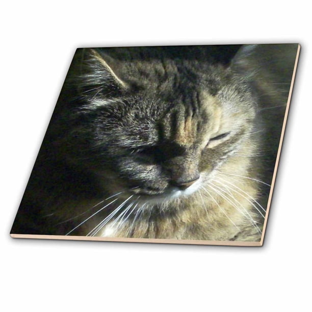 Cat Tile