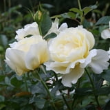 Heirloom Roses White Rose Bush - White Licorice™ Floribunda Rose Plants ...
