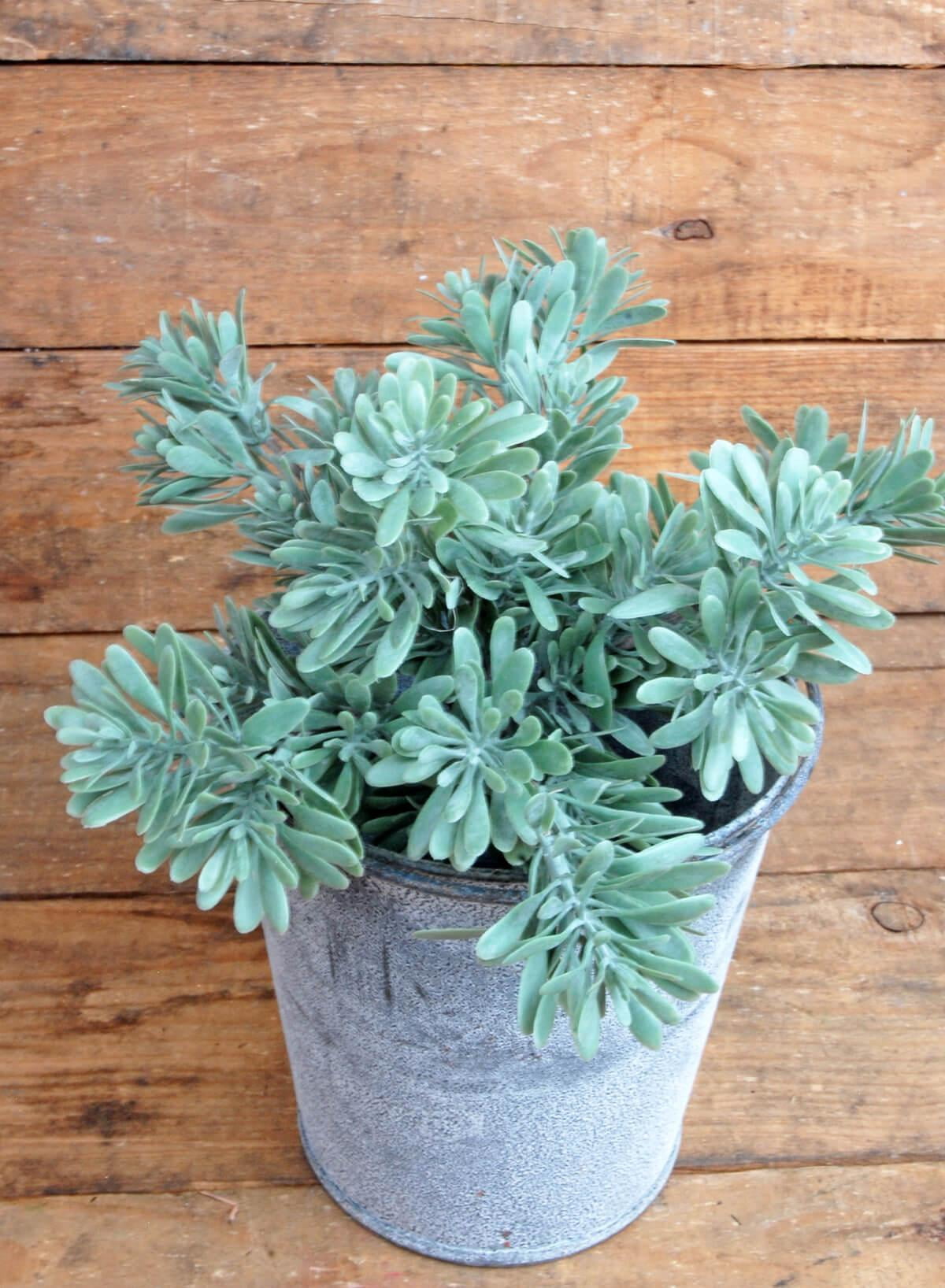 Flowers Outdoor & Gardening Home & Living Succulent Grass etna.com.pe