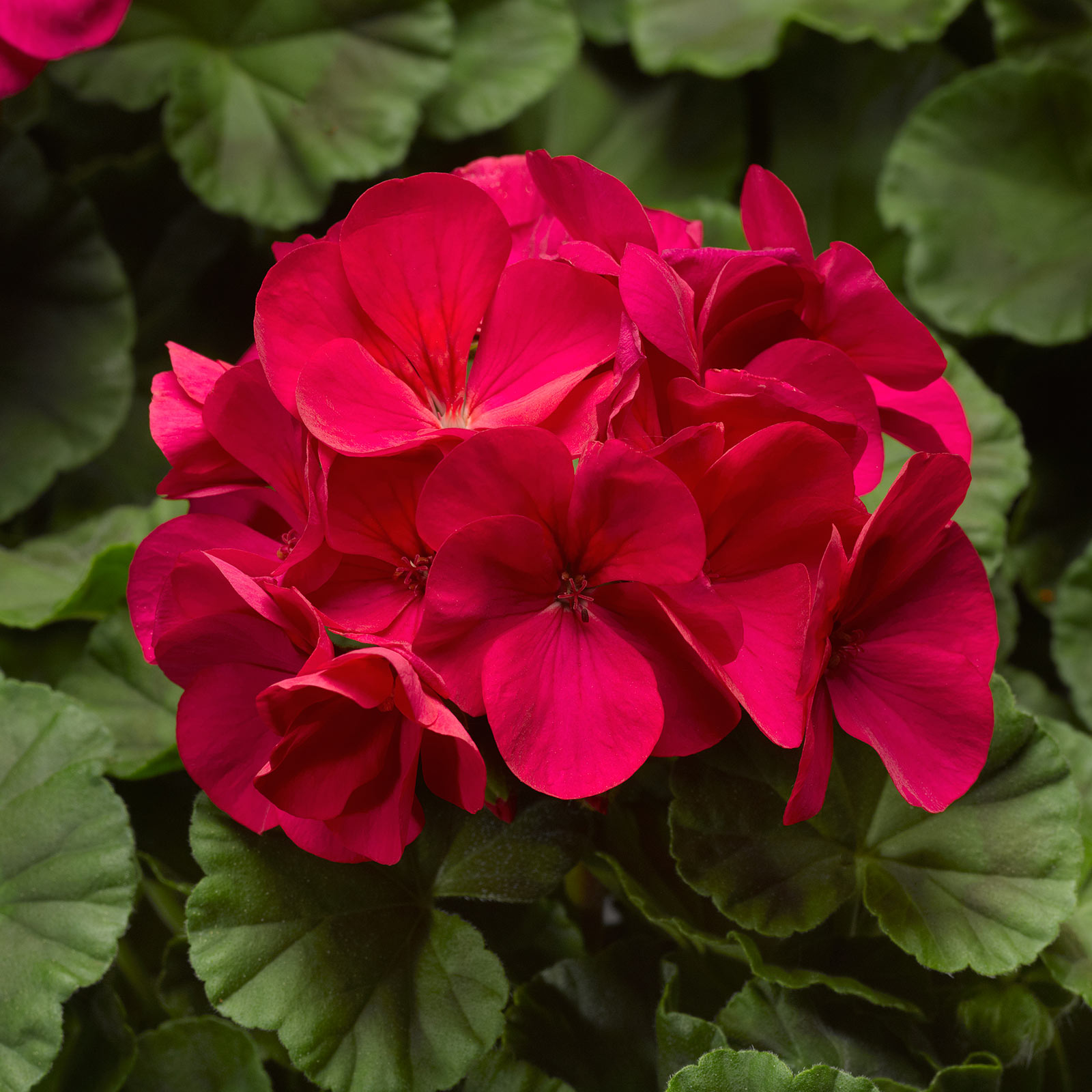 Pinto Premium F1 Series Geranium Flower Garden Seeds - Orange Bi-Color ...