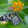 "Holland Bulb Farms, Butterfly Weed Flower Root, Orange Flowers, Sun ...