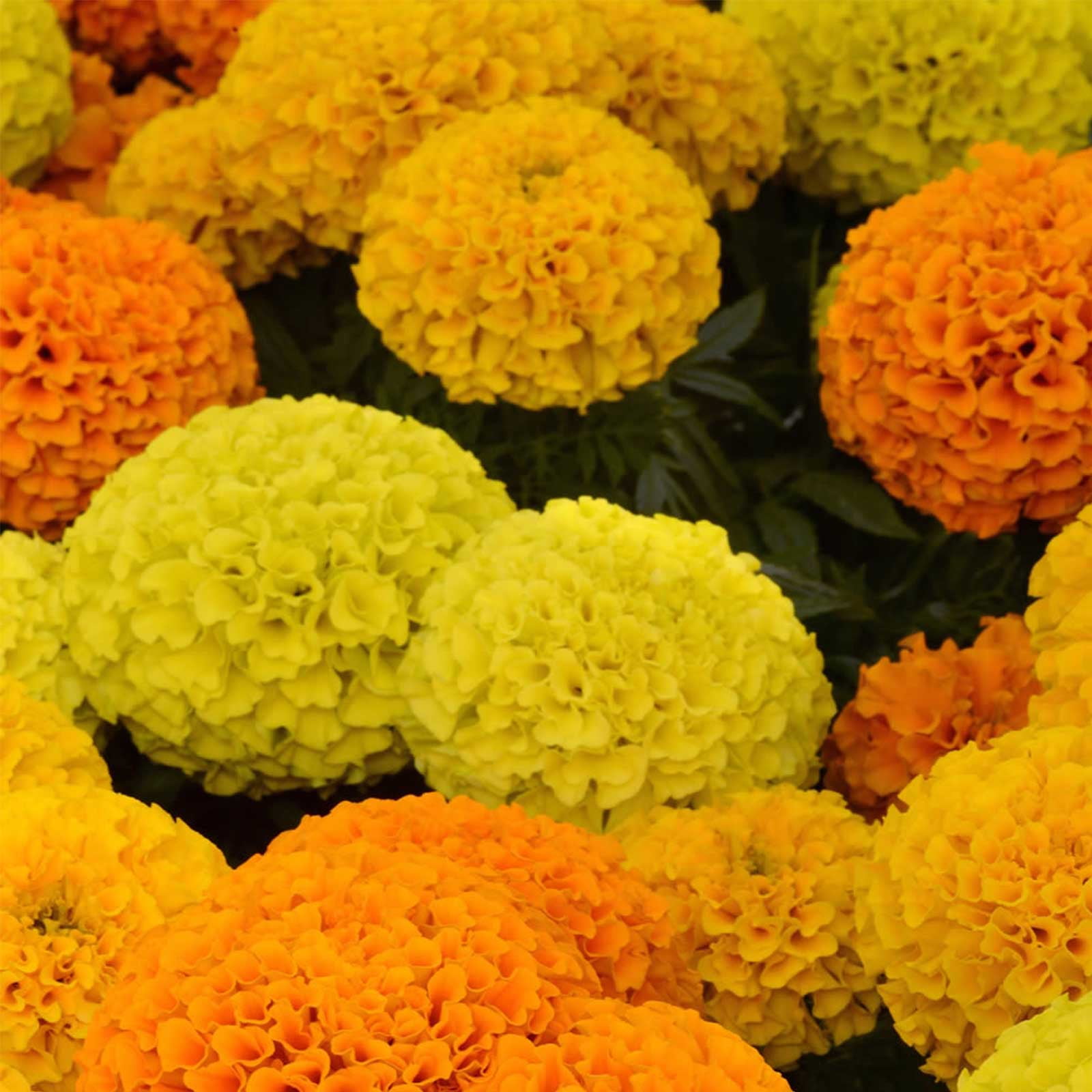 African Marigold Flower Garden Seeds - Taishan Series F1 - Mix - 1000 ...