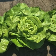 Organic Belstar Hybrid Broccoli Seeds - 25 Seeds - Walmart.com