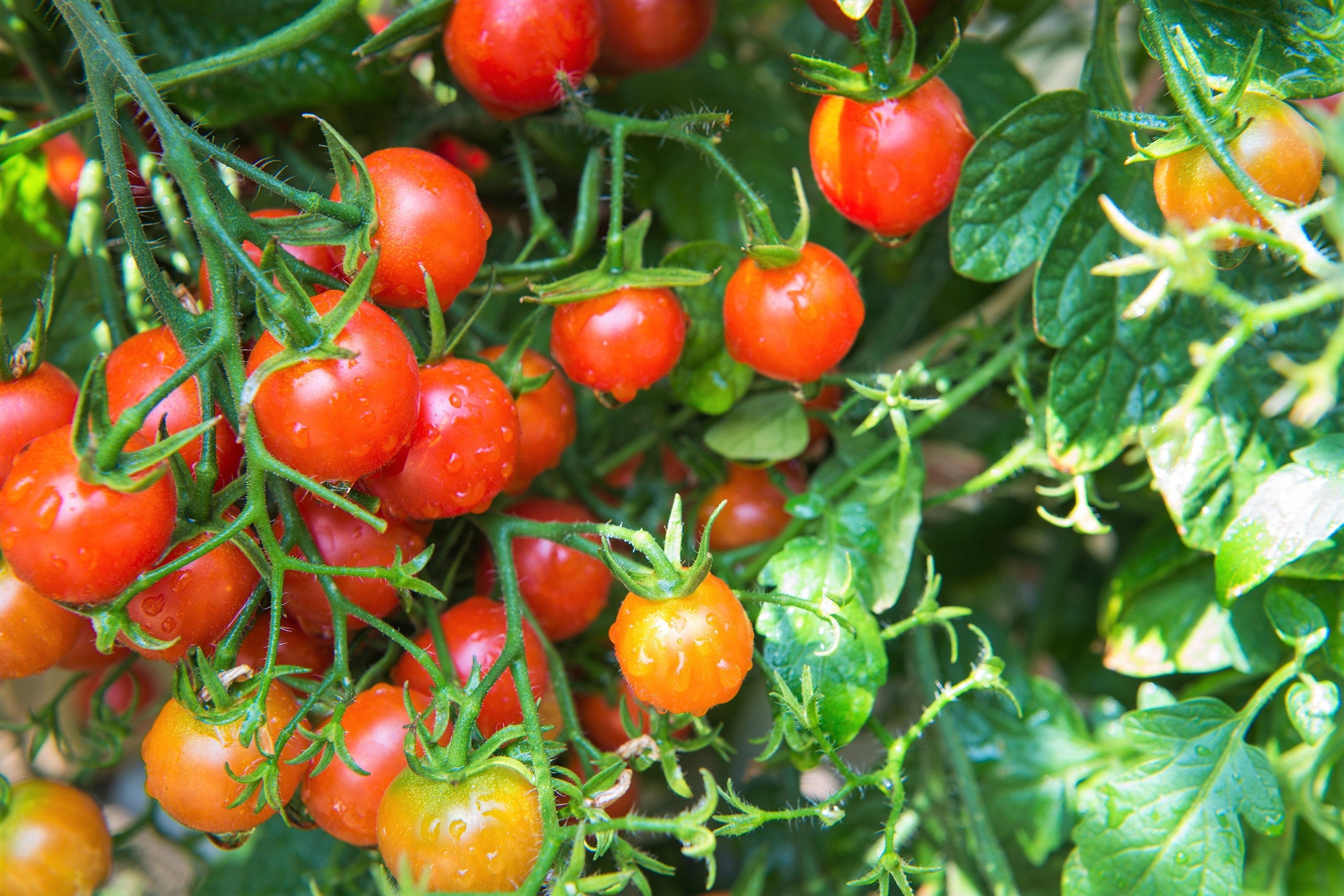 80 Sub ARCTIC PLENTY TOMATO Solanum Lycopersicum Red Determinate ...