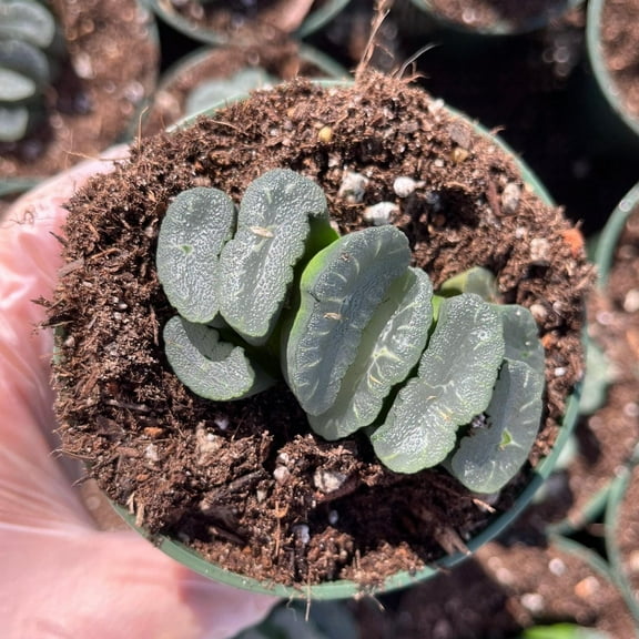 TeviRoom, 3 Spineless Thornless Prickly Pear Nopales Opuntia Ellisia ...