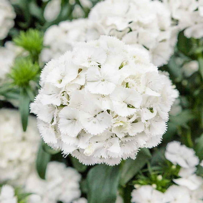 White Sweet William Flower