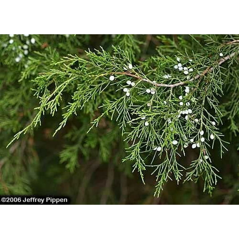 Red Cedar Juniperus Silicicola