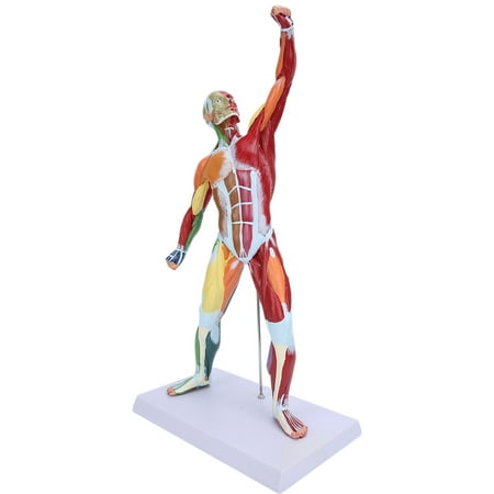 FLAMEEN Body Muscle Structure Model,Muscles Model,50cm Multi‑Color ...