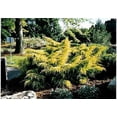 Gold Lace Juniper - 3 Live Plants - Juniperus Chinensis - Evergreen ...