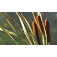 Cattail Seeds for Summer Planting - 600 Seeds, Grow Exotic Perennial ...