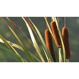 Cattail Seeds for Summer Planting - 600 Seeds, Grow Exotic Perennial ...