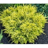 Lime Glow Spreading Juniper - Dwarf Live Plant, 1 QT with Bright ...