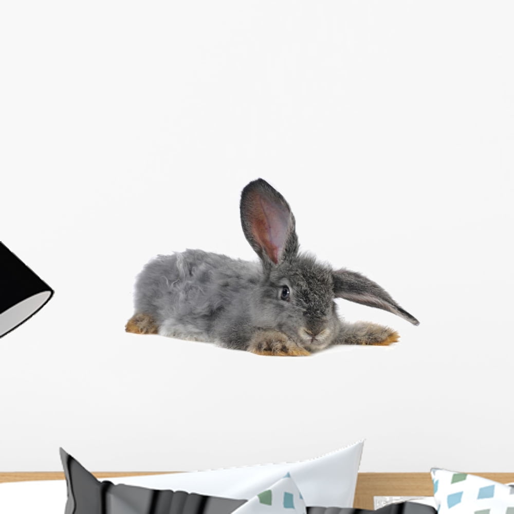 Grey Rabbit Wall Mural by Wallmonkeys Peel and Stick Graphic (18 in W x ...
