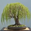 Live Weeping Willow Money Tree Bonsai - Thick Trunks, Fast-Growing ...