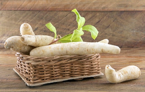 Andean Carrot Plant - Arracacha - Arracacia xanthorrhiza - 4" Pot ...