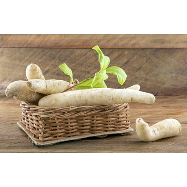 Andean Carrot Plant - Arracacha - Arracacia xanthorrhiza - 4" Pot ...