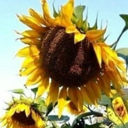 25 Gypsy Charmer Sunflower Seeds Flowers Seed Flower Perennial Sun ...