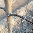 LEILIN Fruit Tree Branch Puller Tying Machine Farm Tools Plum Tree Open ...