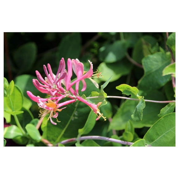 Honeysuckle Seeds