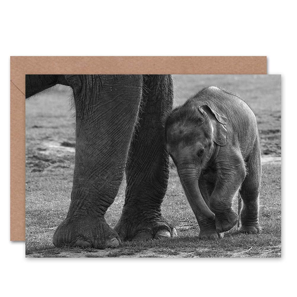 Birthday Animal Photo Baby Elephant Cute Bw Greetings Card Plus ...