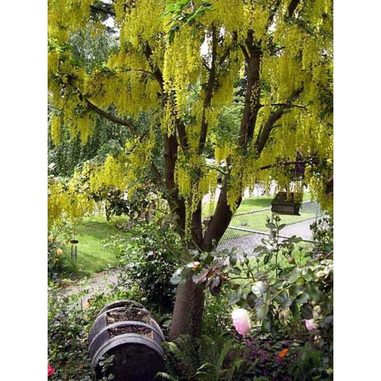 s GOLDEN CHAIN TREE 50 SEEDS, HARDY, FAST GROWING Speedy Seed