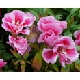 Seedville USA, Double Deuces Godetia Flower Seeds, Mixed Colors, 500 ...