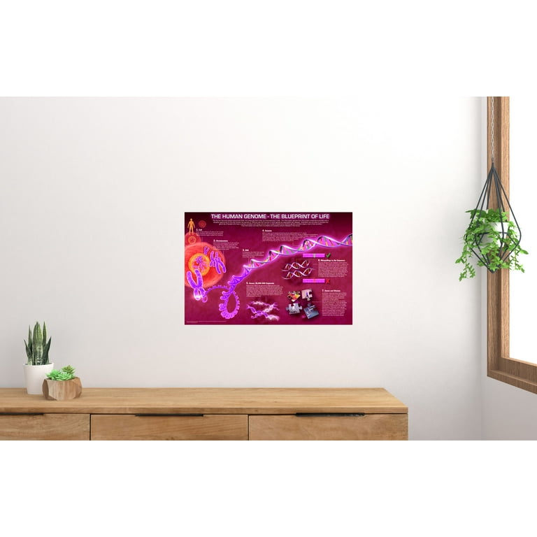 Human Genome Poster