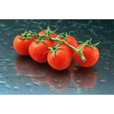 100 Seeds Red SWEETIE CHERRY TOMATO Super Sweet 1" Lycopersicon Fruit ...