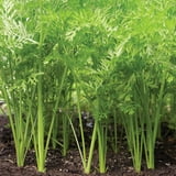 Burpee Danvers 126 Carrot Vegetable Seed, 1-Pack - Walmart.com