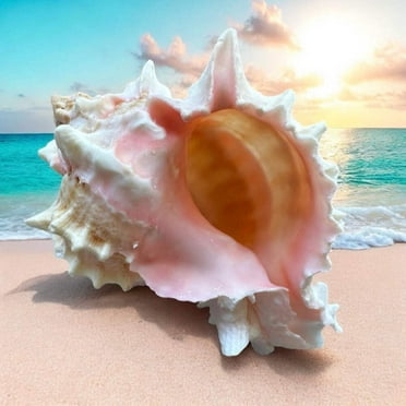 Decorative Natural Conch Sea Shell - Garden Quality 6"-8", Imperfect ...