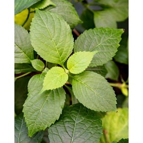 40 CONEHEAD THYME Thymus Capitatus syn. Thymbra Capitata Mediterranean ...
