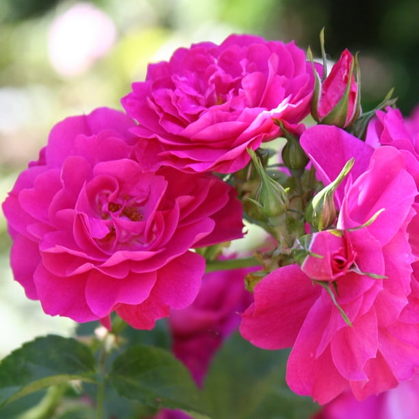 Heirloom Roses Live Plant - John Cabot Hardy Rose Bush - Pink Rose Bush ...