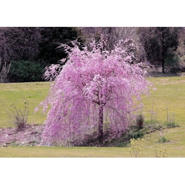 25 Seeds Dark Purple Lilac Tree Fragrant Hardy Perennial Flower Shrub ...
