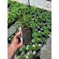 Sprite Pink Astilbe Dwarf Variety - Live Outdoor Plant (1 QT ...