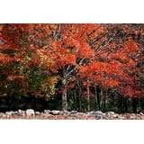 25 SUGAR MAPLE Syrup TREE Native Rock Fall Color Acer Saccharum Seeds ...