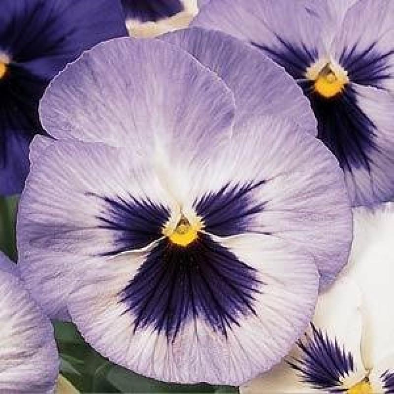 Perennial Alcea Rosea Halo Apricot Hollyhock Garden Flower Seeds - 50 ...