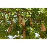 10 Sausage Tree Seeds for Planting - Kigelia africana - Walmart.com