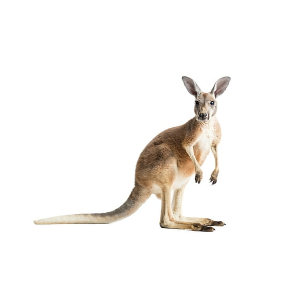 Red Kangaroo Full Body Face Portrait Australian Native Animal Looking ...