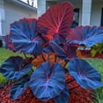 Elephant ears Bulbs/Professional Planting, Corners Garden/ Garden ...