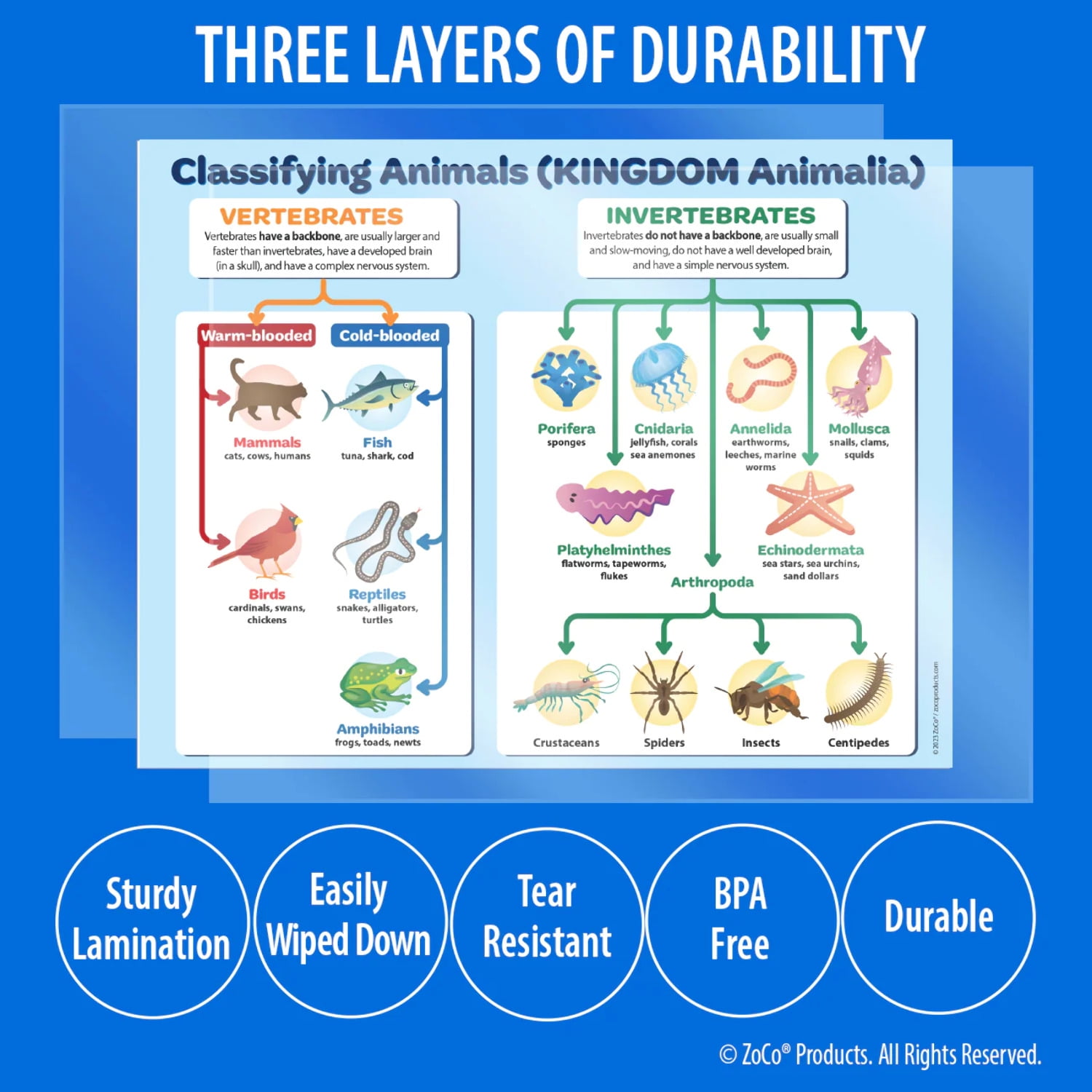 Classification Of Animals